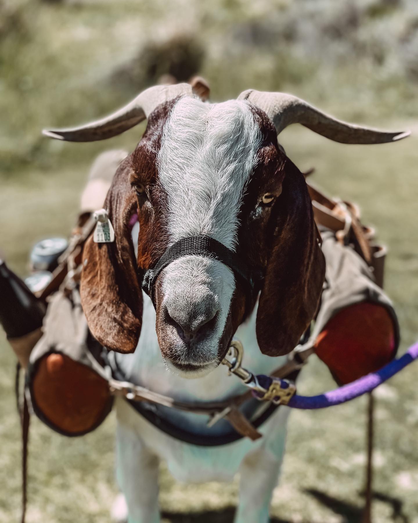 Silvies Ranch Development – Helping you follow your dream, Home